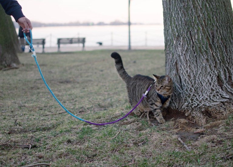 A Beginner’s Guide to Cat Leash Training – Theoretically Teddy