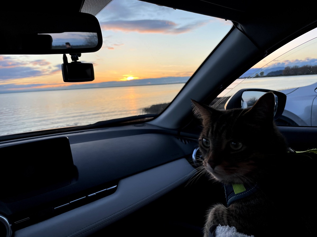 The Ultimate Guide to Car Travel With a Cat – Theoretically Teddy