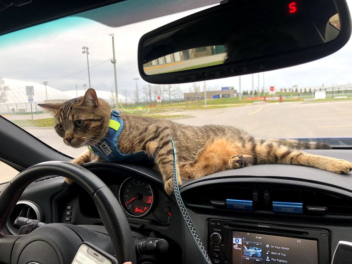 The Ultimate Guide to Car Travel With a Cat – Theoretically Teddy