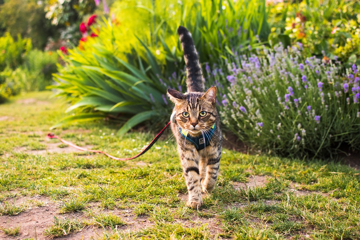 Recall and Off-Leash in Cats – Theoretically Teddy