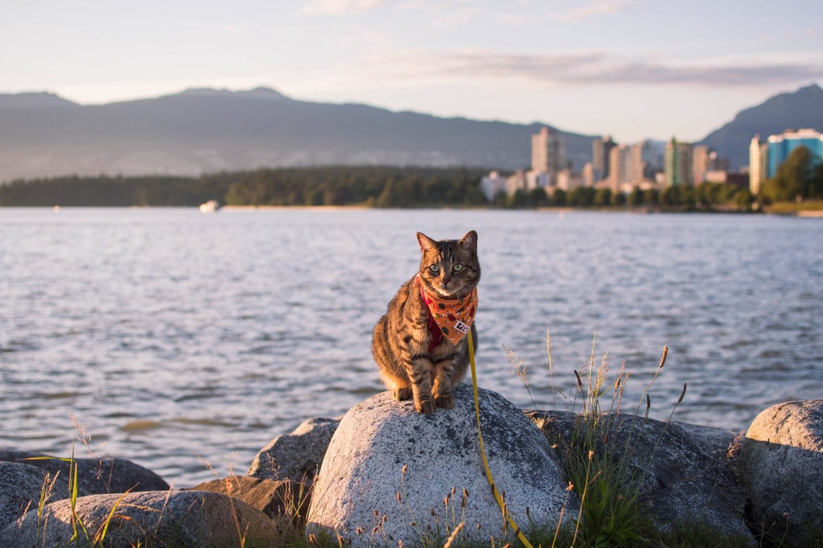 Flying with a Cat – Navigating Air Travel with Your Furry Feline ...