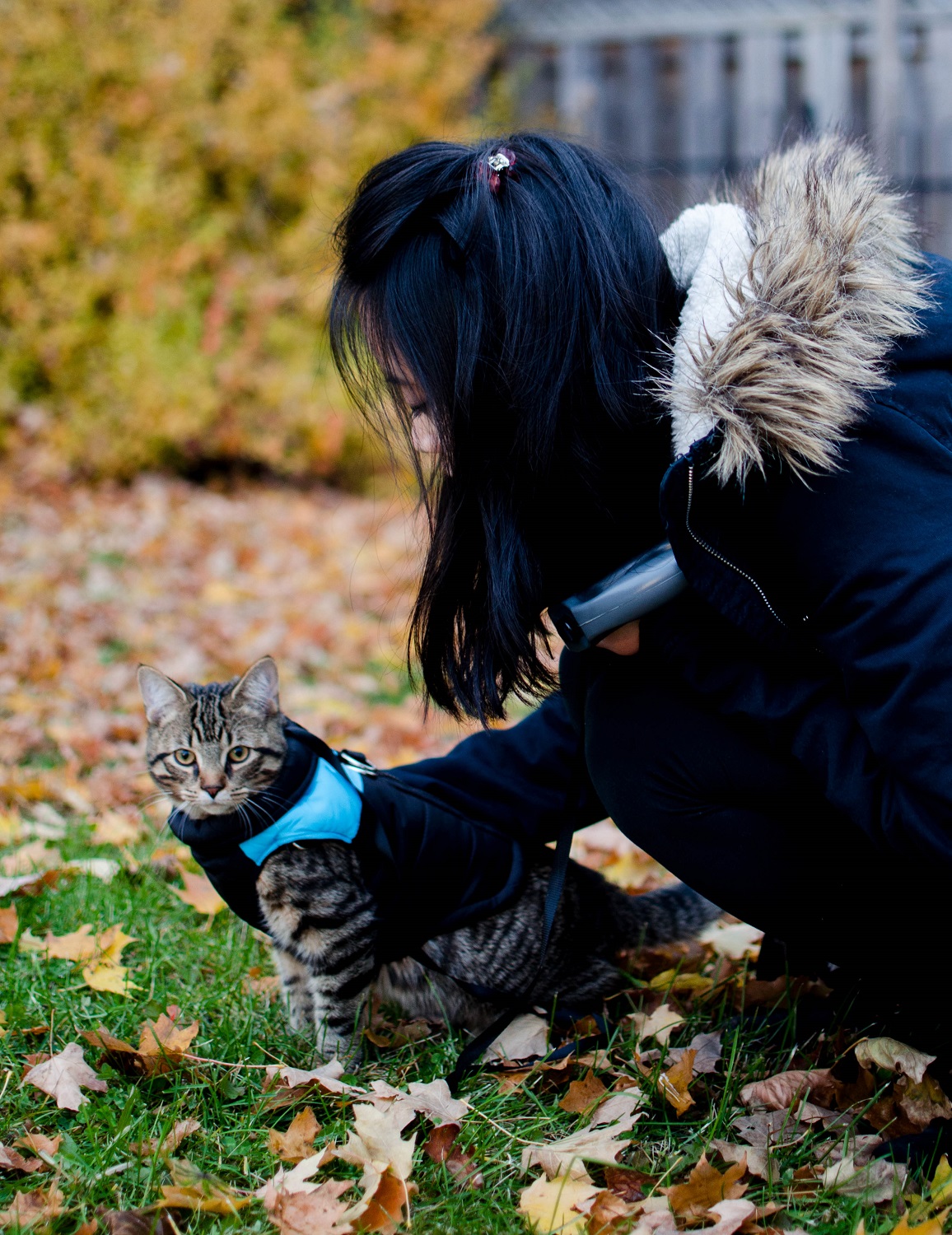 A Beginner’s Guide to Cat Leash Training – Theoretically Teddy
