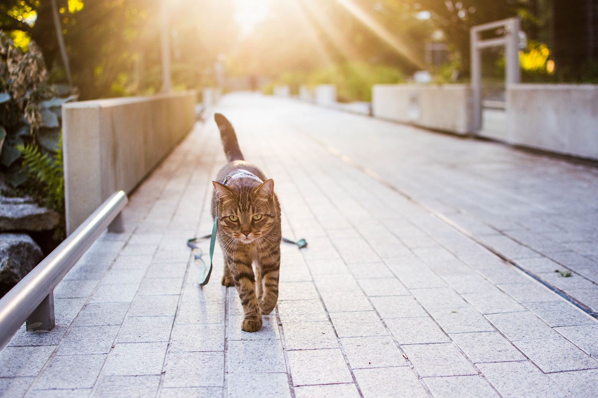 A Beginner’s Guide to Cat Leash Training – Theoretically Teddy