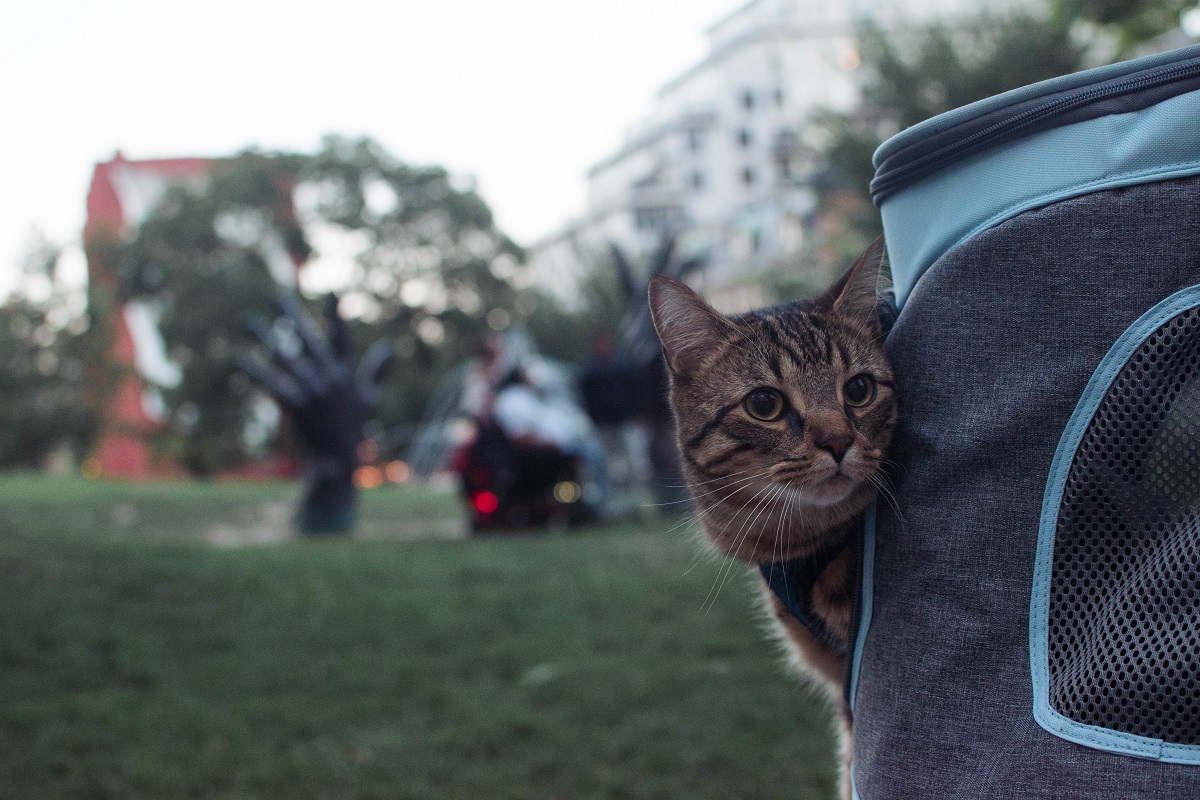 A Beginner’s Guide to Cat Leash Training – Theoretically Teddy