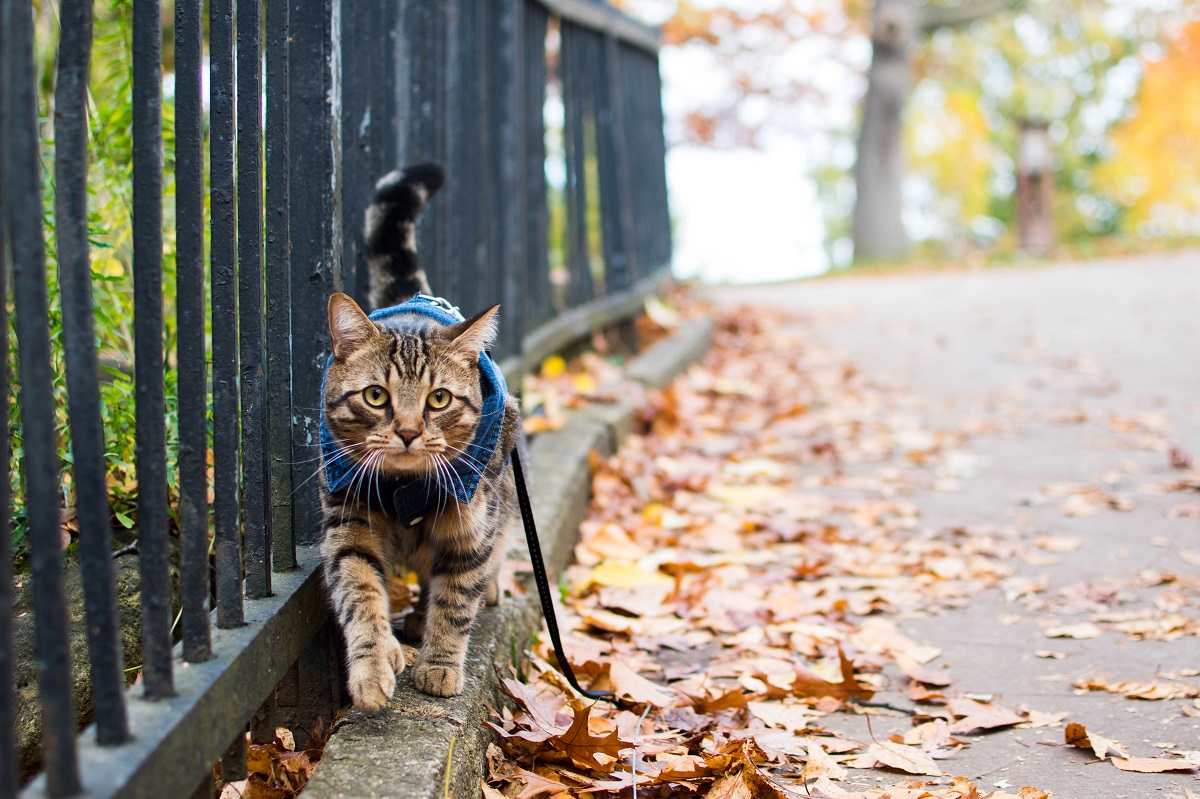 A Beginner’s Guide to Cat Leash Training – Theoretically Teddy