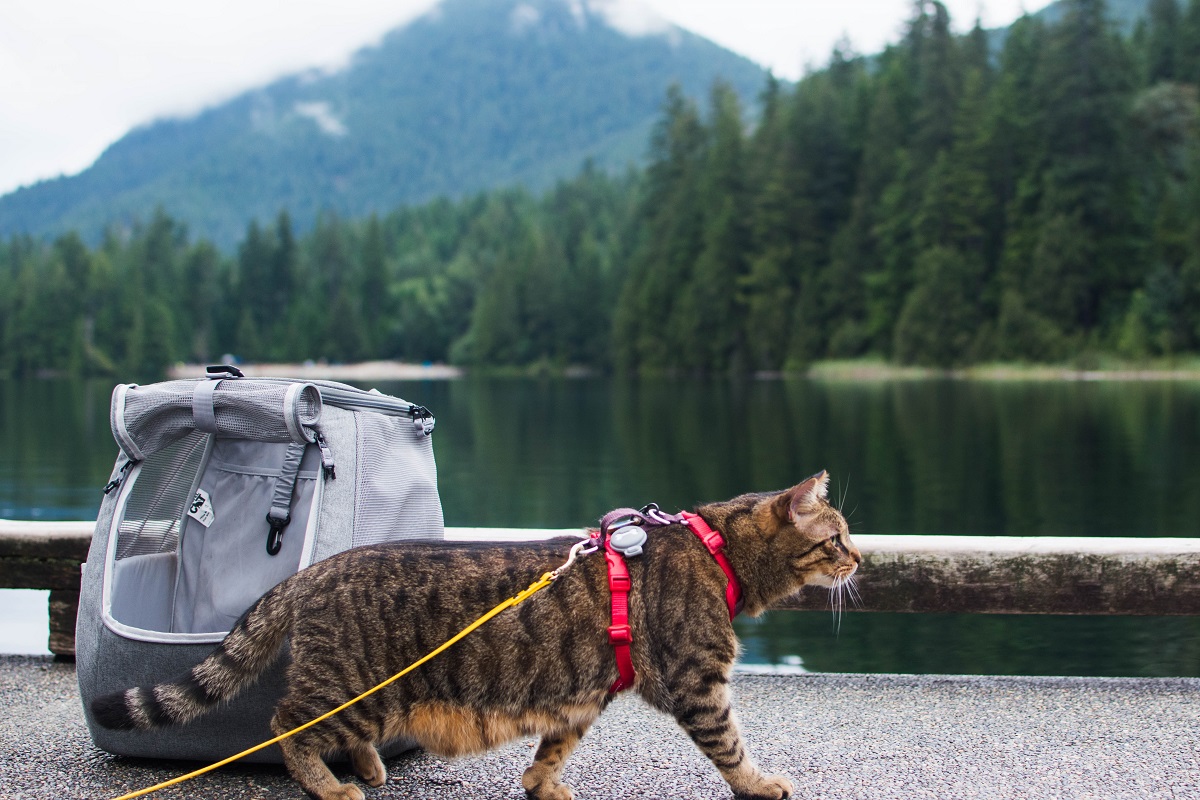 A Beginner’s Guide to Cat Leash Training – Theoretically Teddy