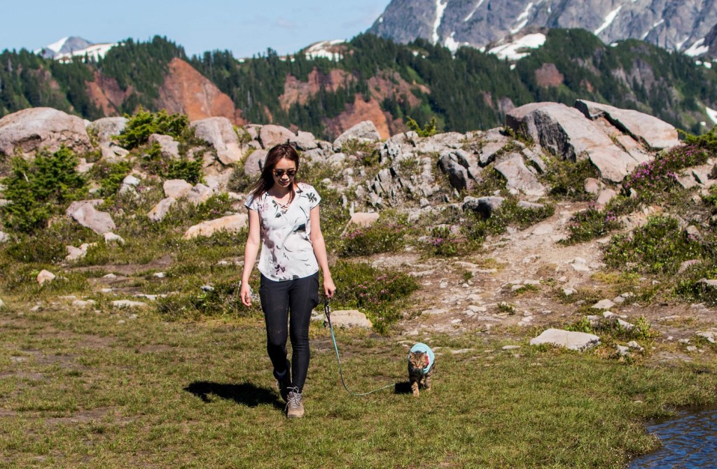 A Beginner’s Guide to Cat Leash Training – Theoretically Teddy