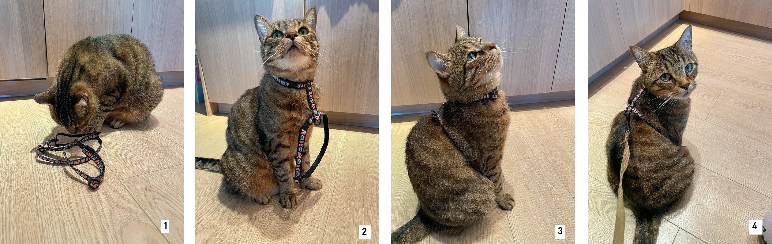 A Beginner’s Guide to Cat Leash Training – Theoretically Teddy