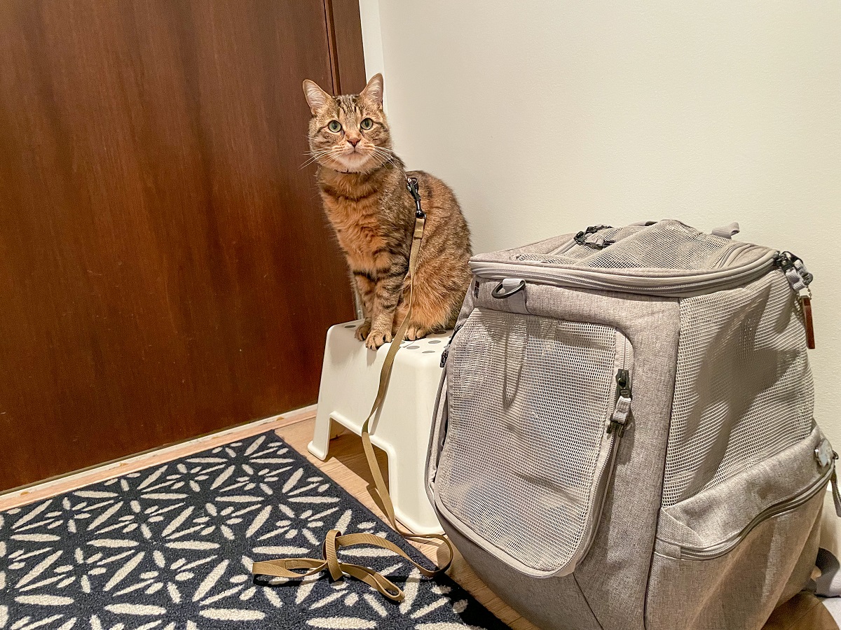 A Beginner’s Guide to Cat Leash Training – Theoretically Teddy