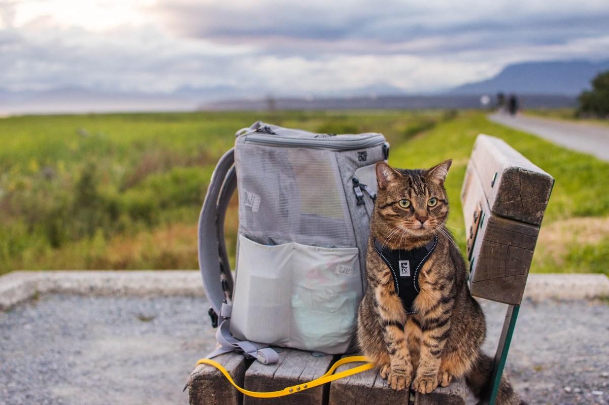 Travel Cat The Navigator Cat Backpack Review (Updated 2023 ...