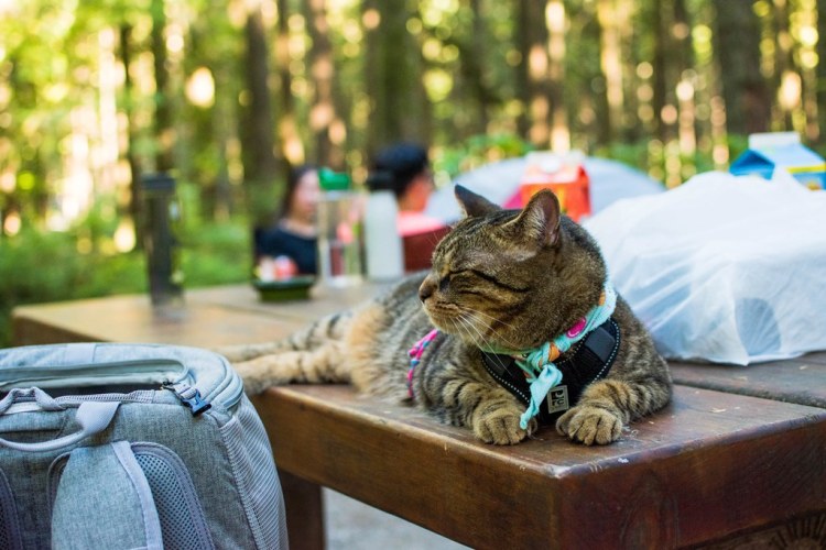 Guide: How to Camp With Your Cats – Theoretically Teddy