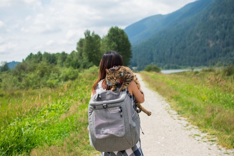 Travel Cat The Navigator Cat Backpack Review (Updated 2023 ...