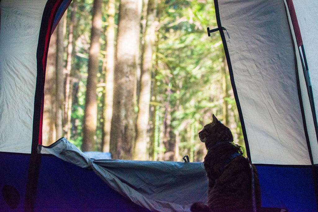 Guide: How to Camp With Your Cats – Theoretically Teddy