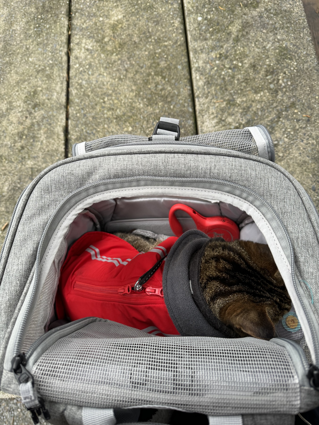 Travel Cat The Navigator Cat Backpack Review (Updated 2023 ...